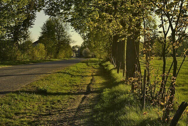 Roadside Development and Arboriculture - MCQ – Civil Engineering